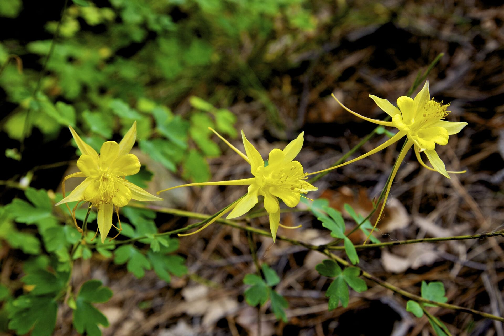 Transform Your Garden With The Best Plants For Hummingbirds - My ...